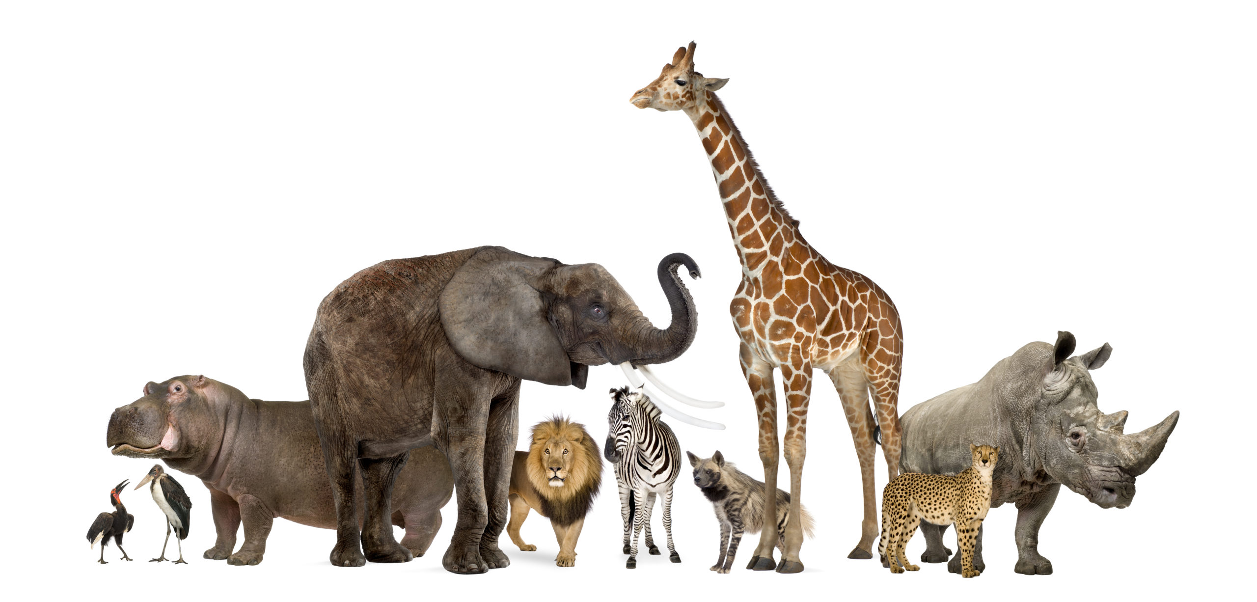 Transformations - How Diversity Shapes Adaptability - Axies Group